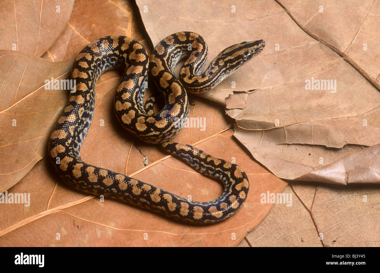 Paraguayan Rainbow Boa, Epicrates cenchria crassus, juvenile Stock ...
