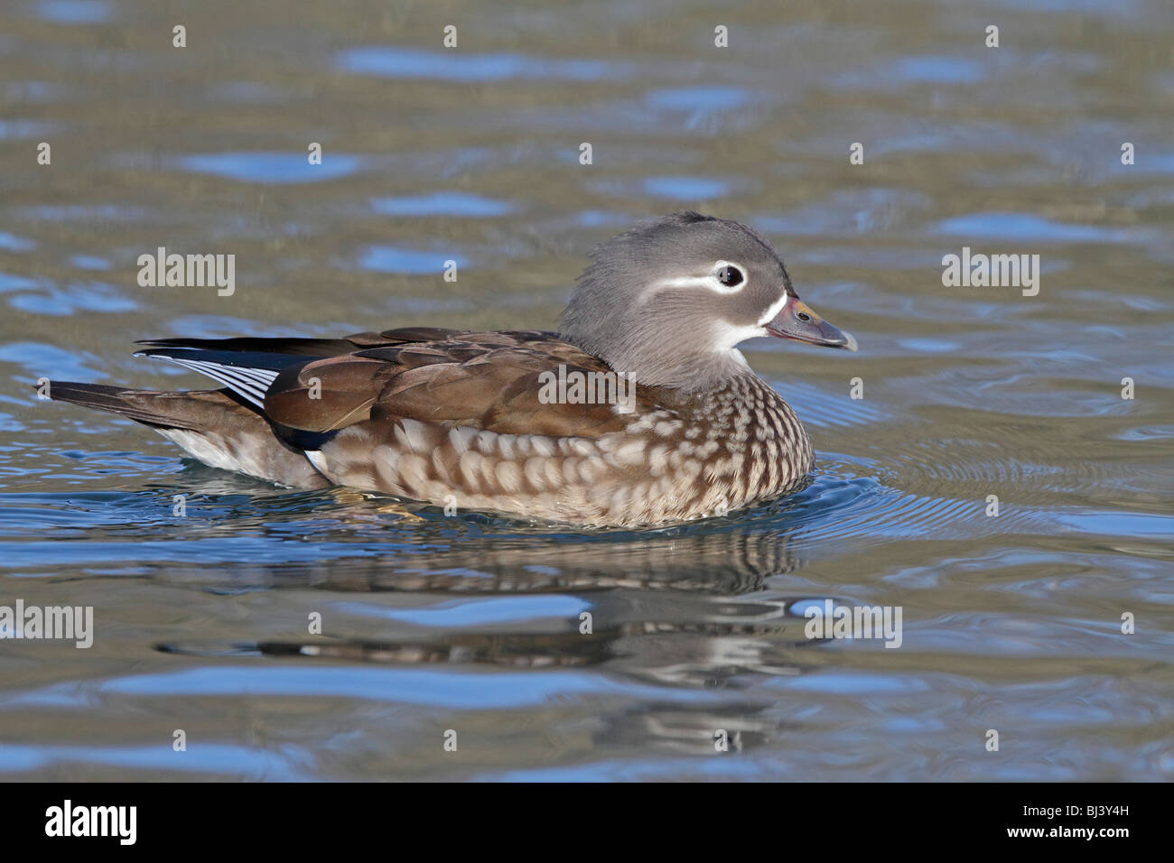 Wild female duck hi-res stock photography and images - Alamy