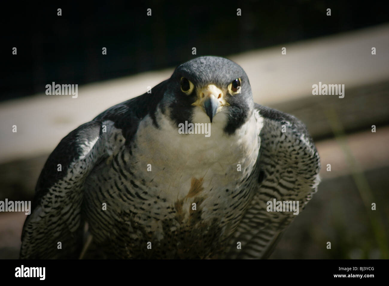 Face falcon hi-res stock photography and images - Alamy