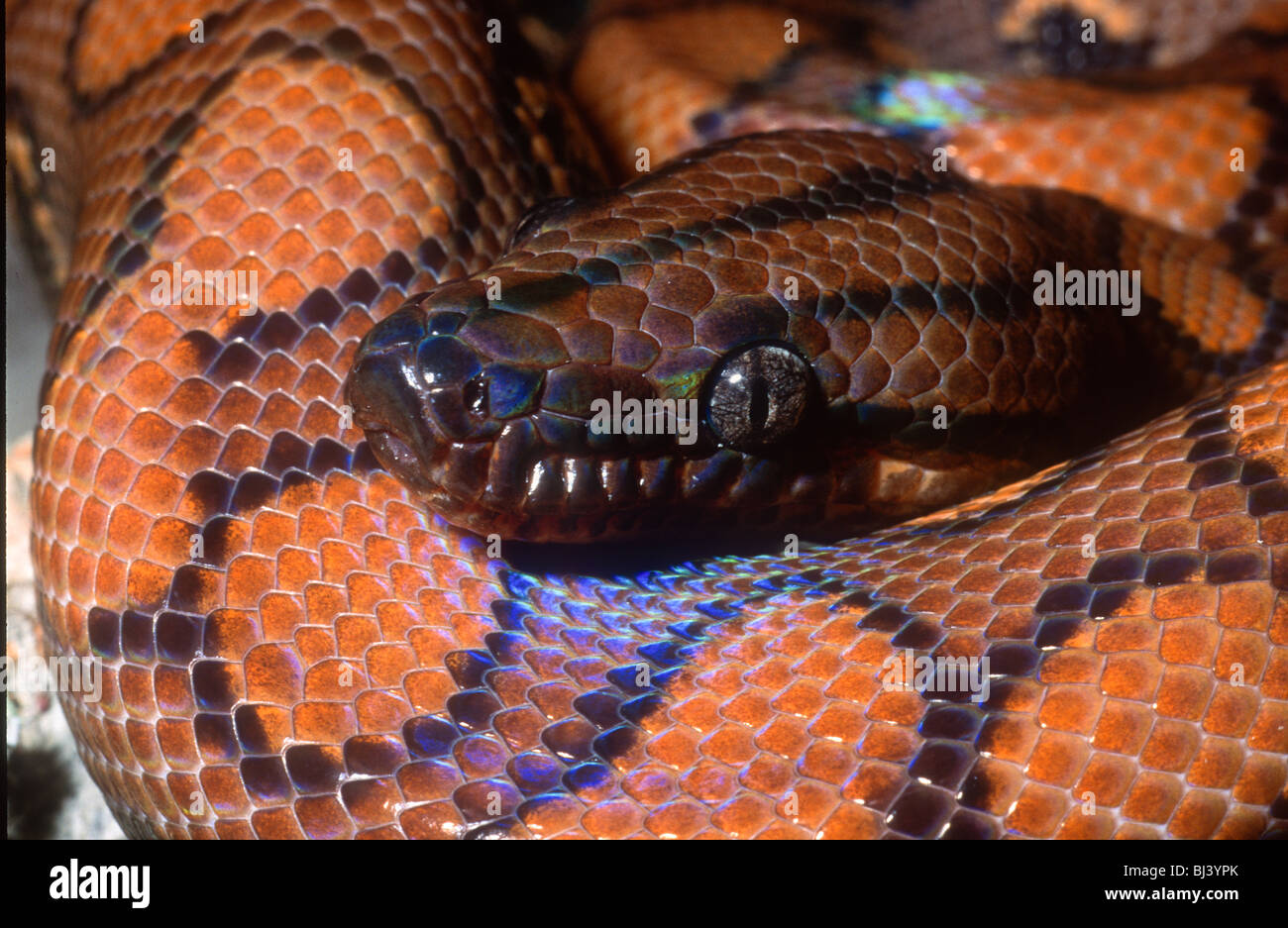 Brazilian Rainbow Boa, Epicrates c cenchria Stock Photo - Alamy