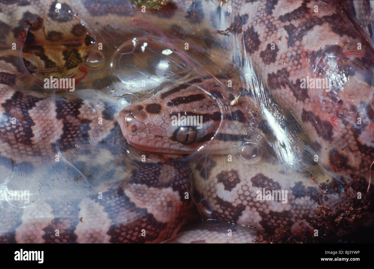 Argentine Boa Morphs