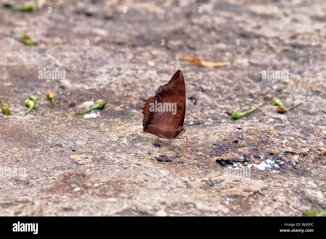 Butterflies jungles of Laos TAWNY RAJAH (CHARAXES BERNARDUS CREPAX ...