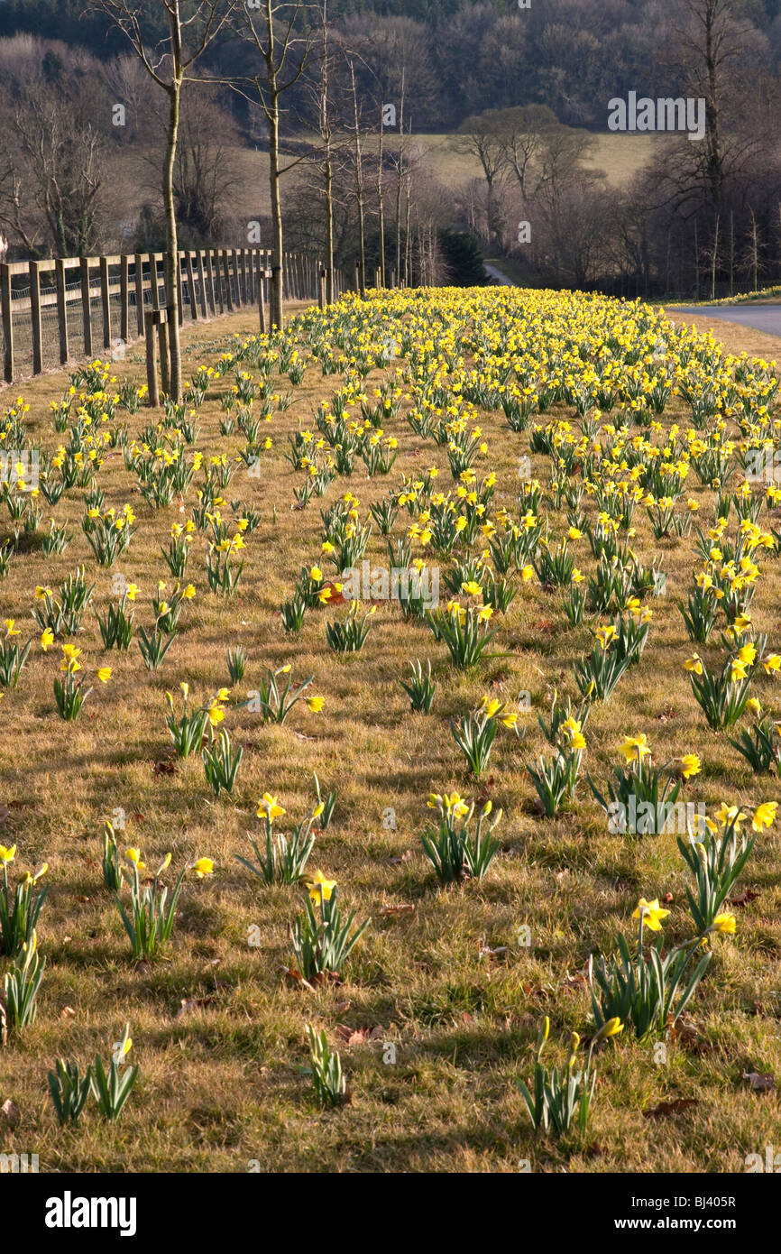 Irish daffodils hi-res stock photography and images - Alamy