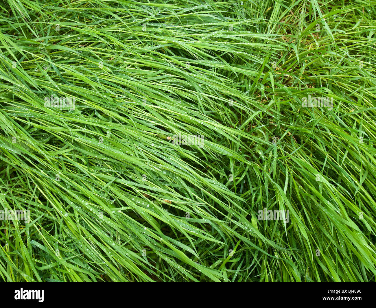 Flattened grass hi-res stock photography and images - Alamy