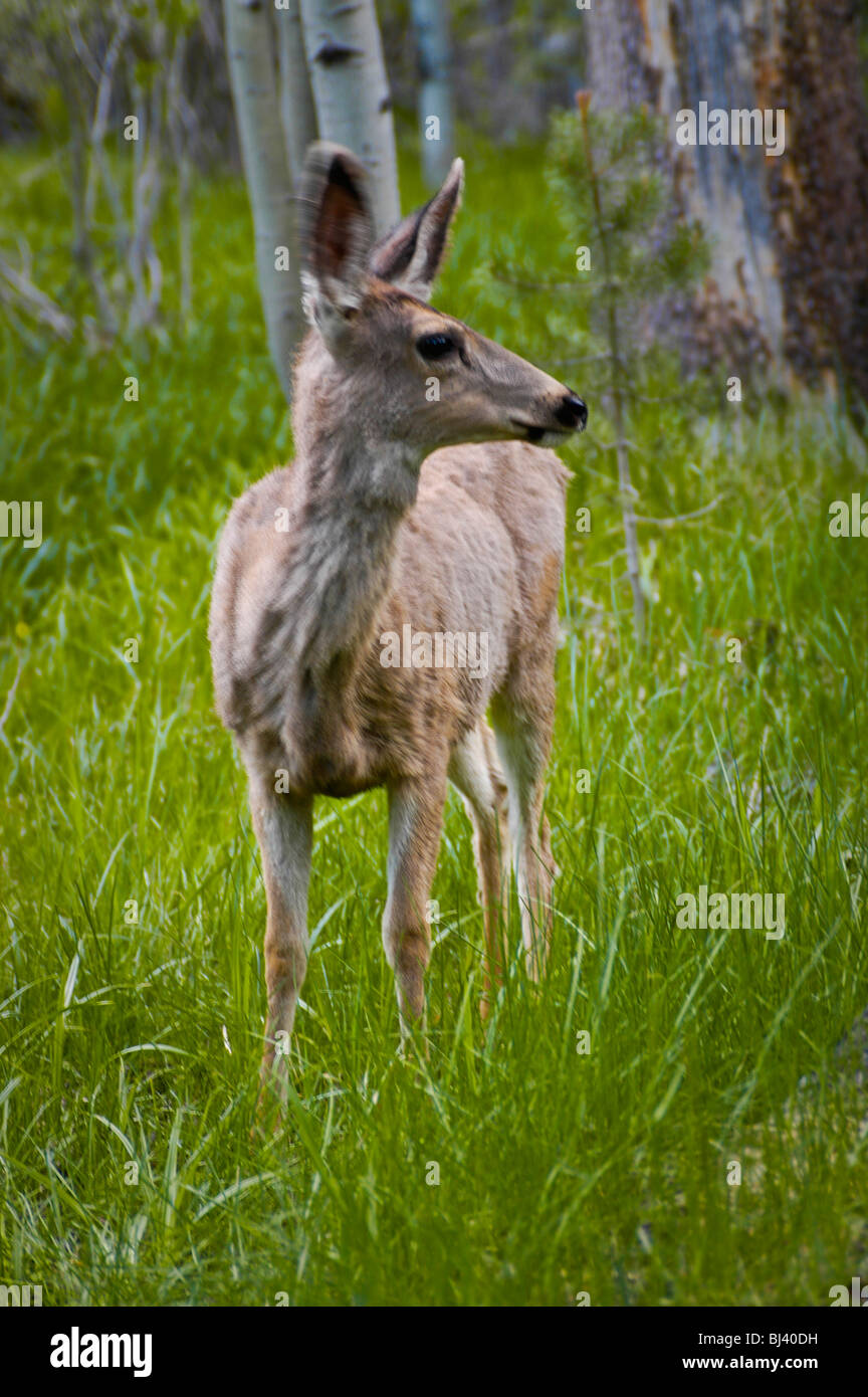 California whitetail deer Stock Photo - Alamy