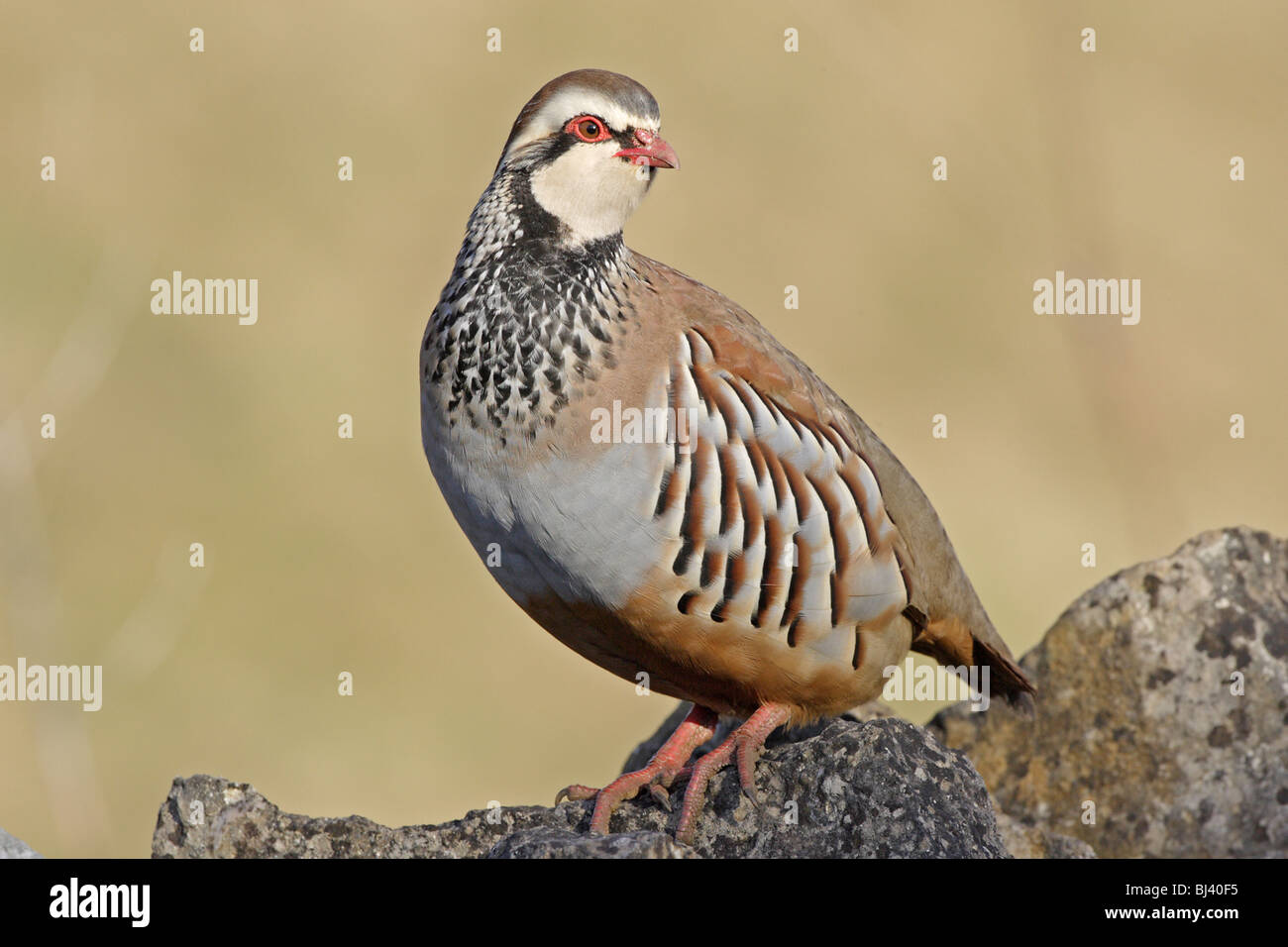 Red-legged Partridge on stone wall Stock Photo - Alamy
