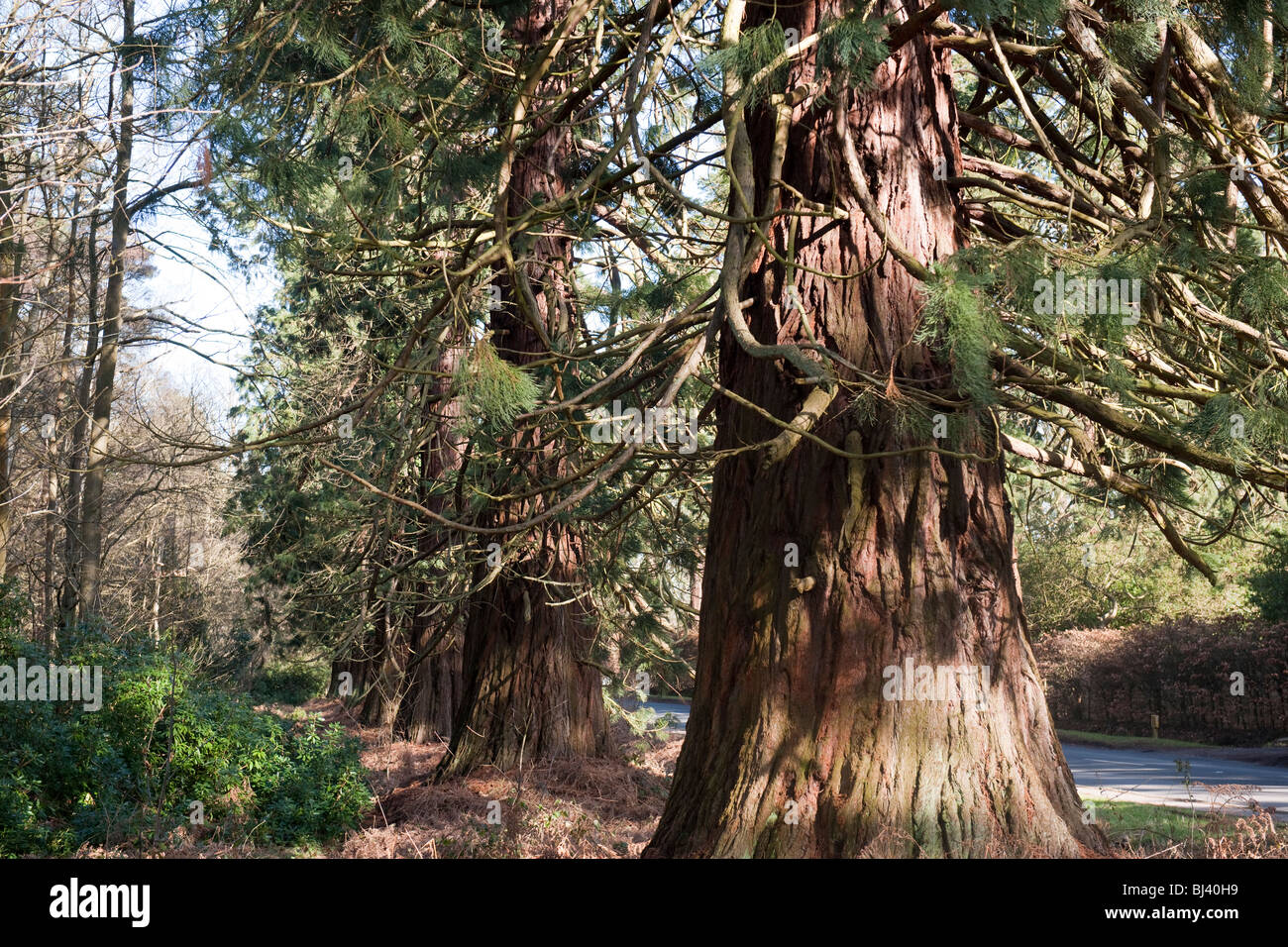 Californian Redwood Wellingtonia trees (Sequoiadendron Giganteum ...