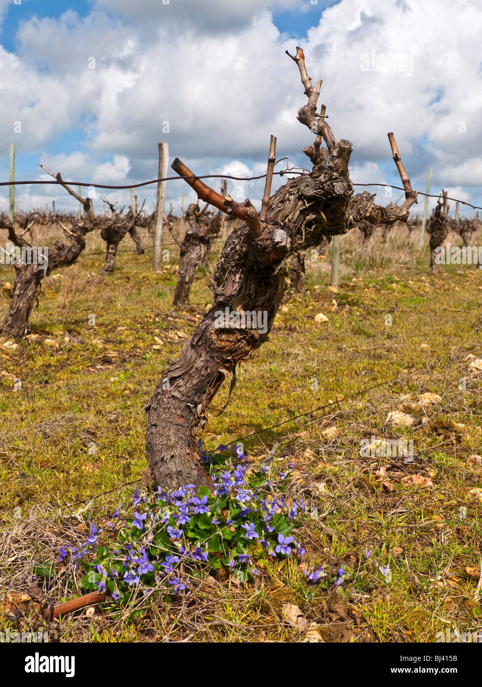 Vineyard in spring - France Stock Photo - Alamy