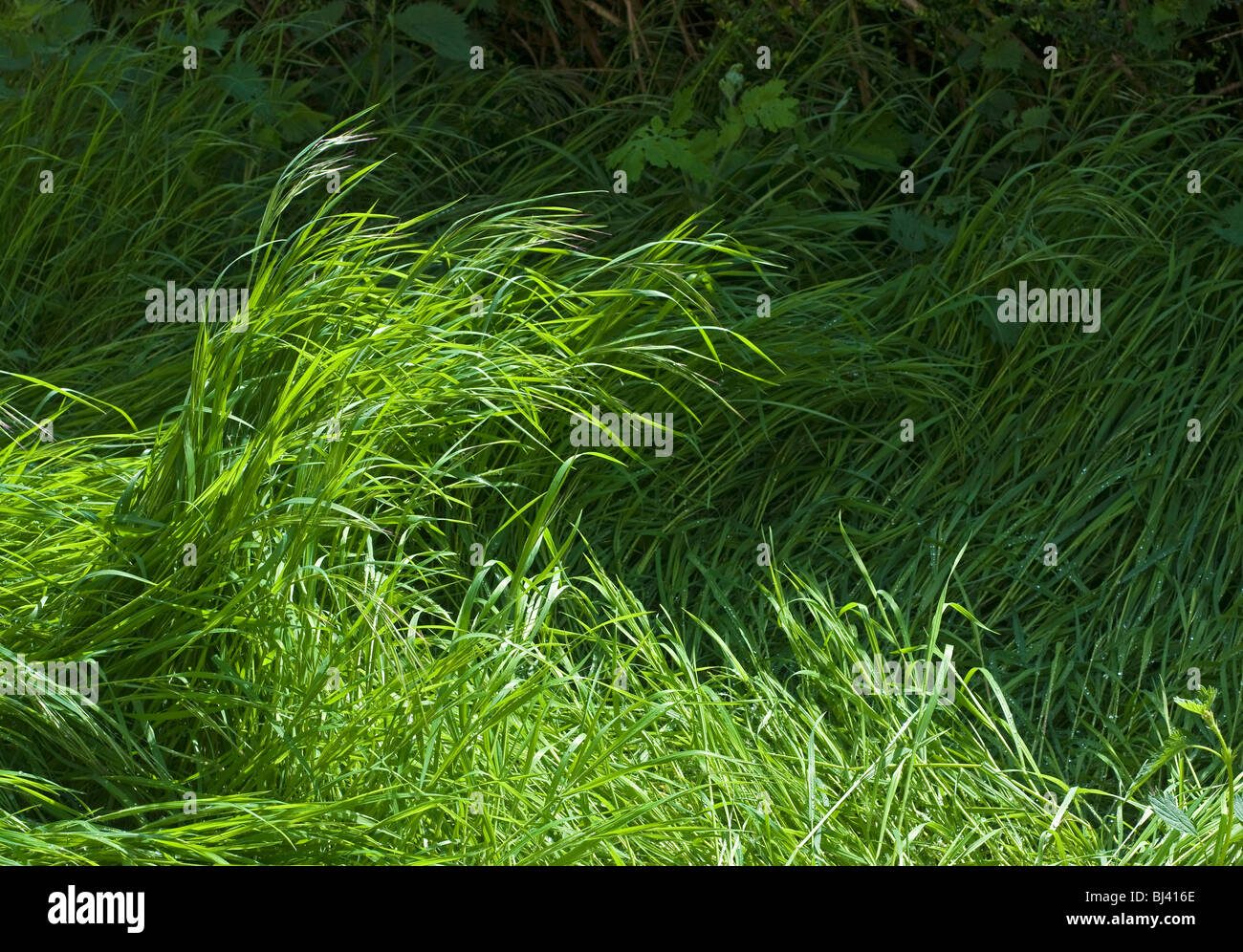 Long wet grass Stock Photo - Alamy
