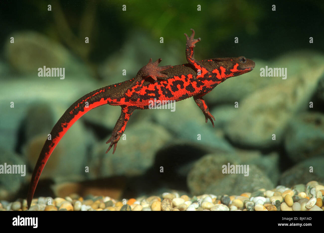 Japanese Fire Bellied High Resolution Stock Photography and Images - Alamy