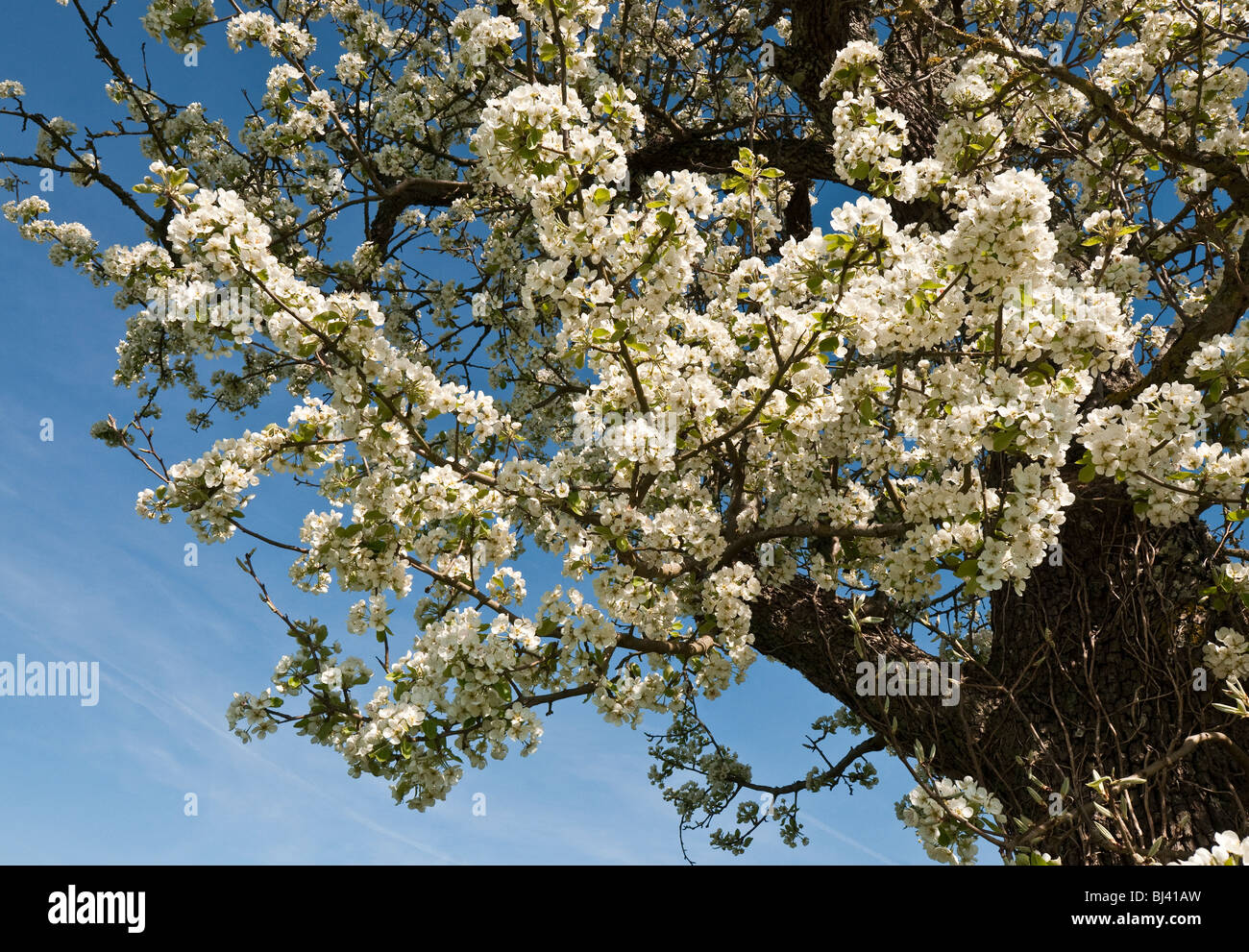 Flowering prunus tree hi-res stock photography and images - Alamy