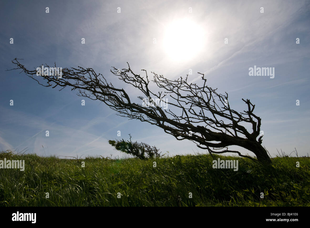 Sussex windswept hi-res stock photography and images - Alamy