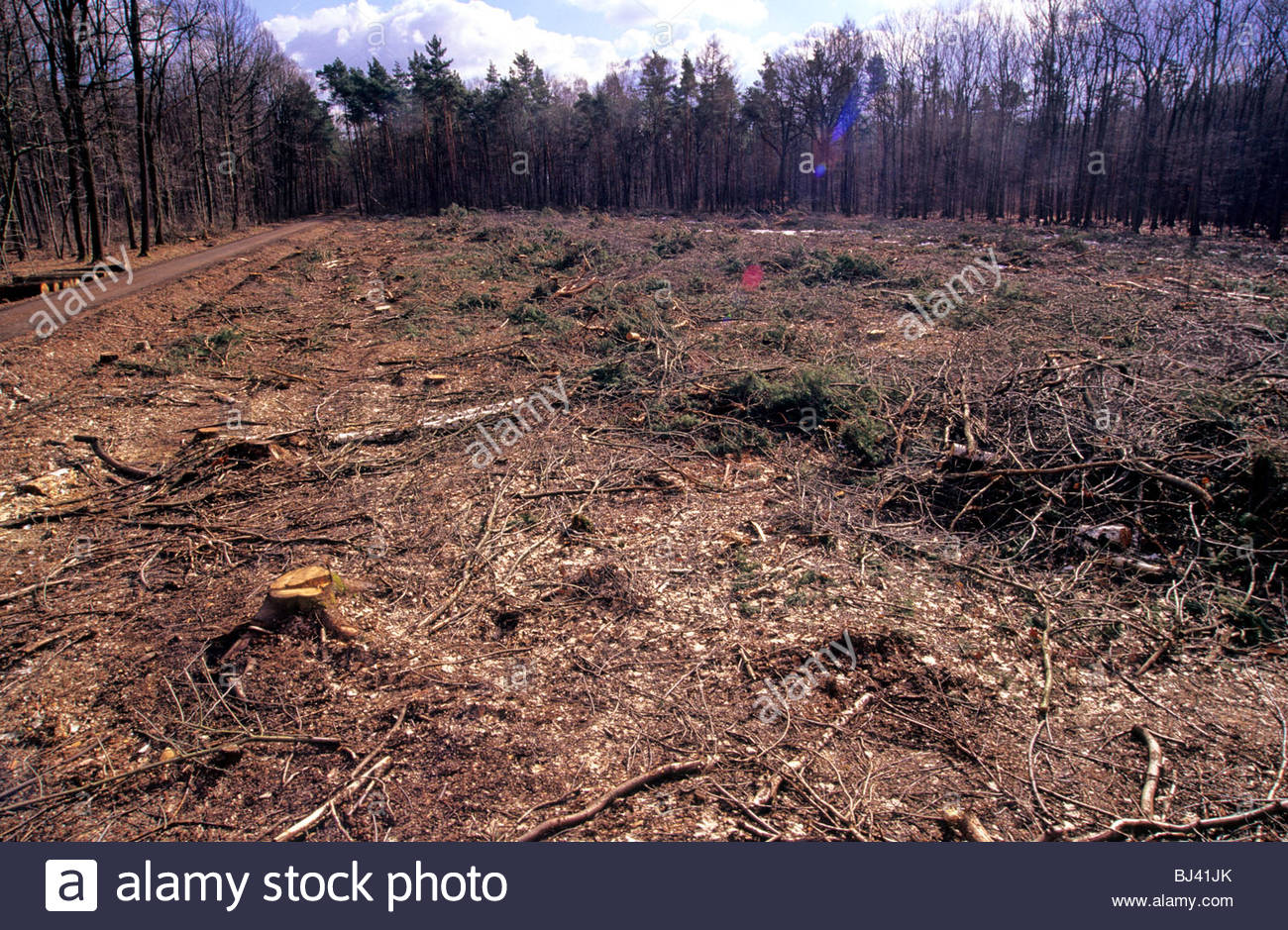 Destroying Forest High Resolution Stock Photography and Images - Alamy