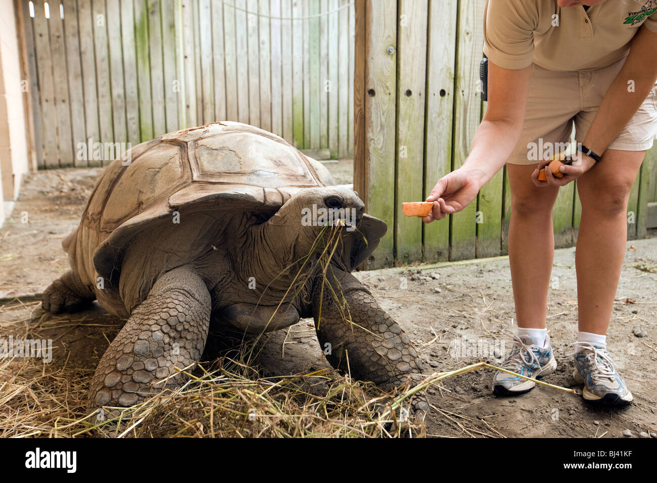 Professional animal trainer lion hi-res stock photography and images ...