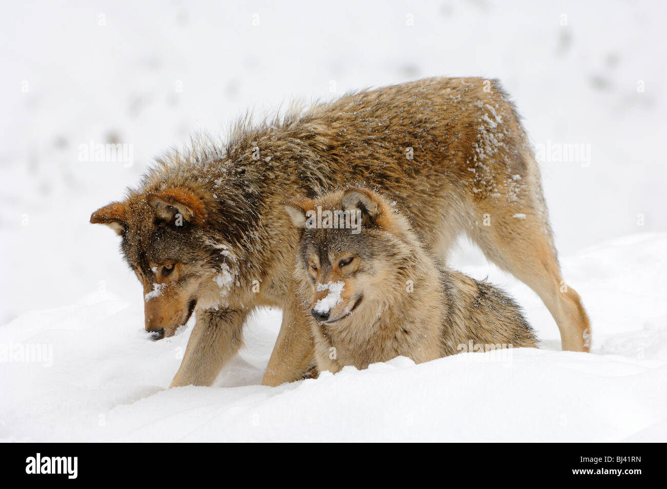 Canadian Wolves (Canis lupus occidentalis Stock Photo - Alamy