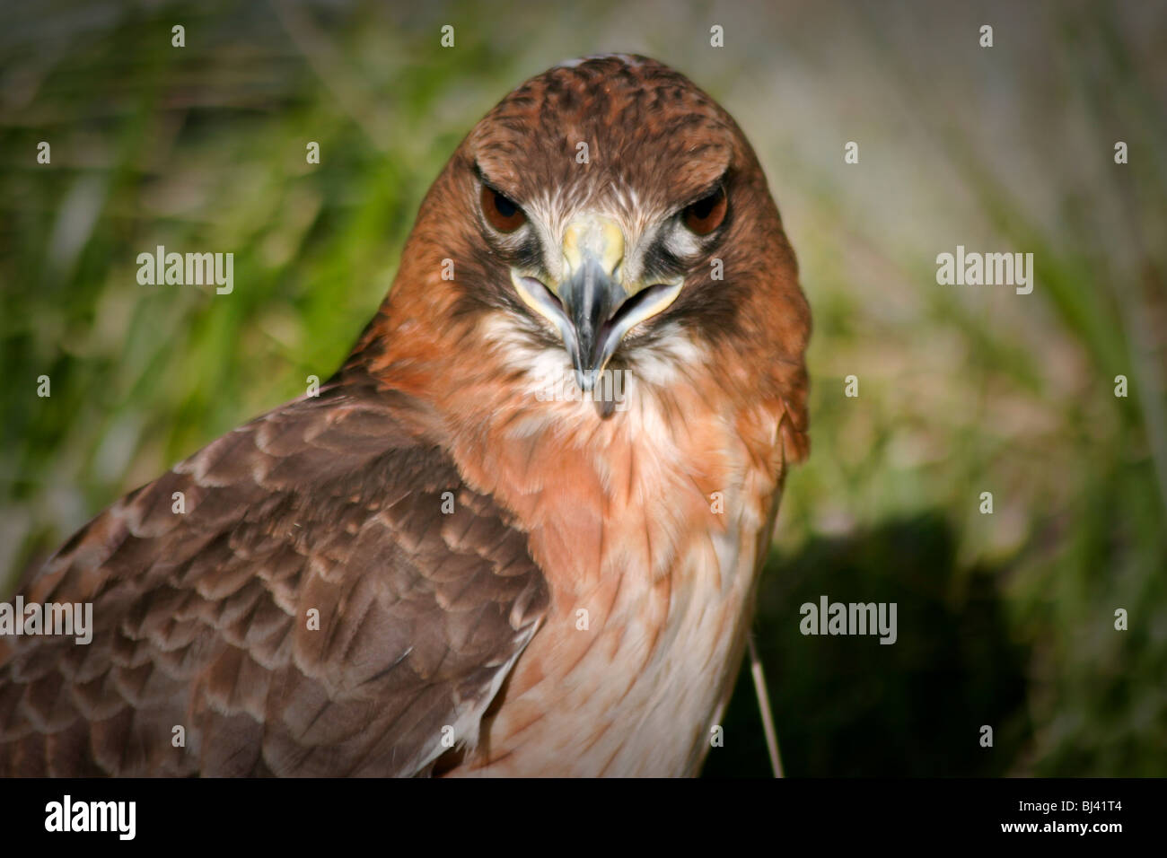 Raptor head hi-res stock photography and images - Alamy