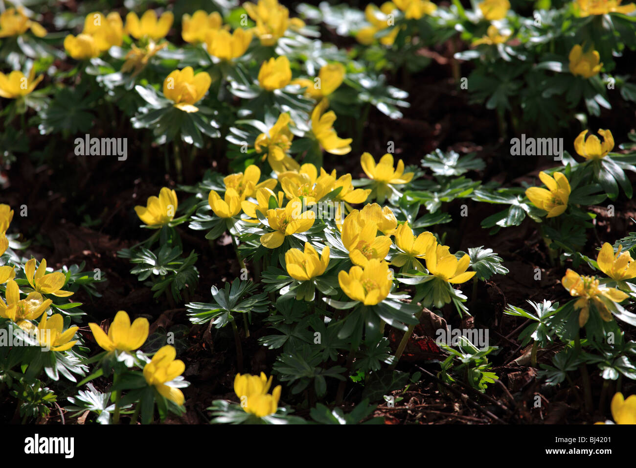 Carpet of Yellow Winter Aconite Flowers Eranthis hyemalis English ...