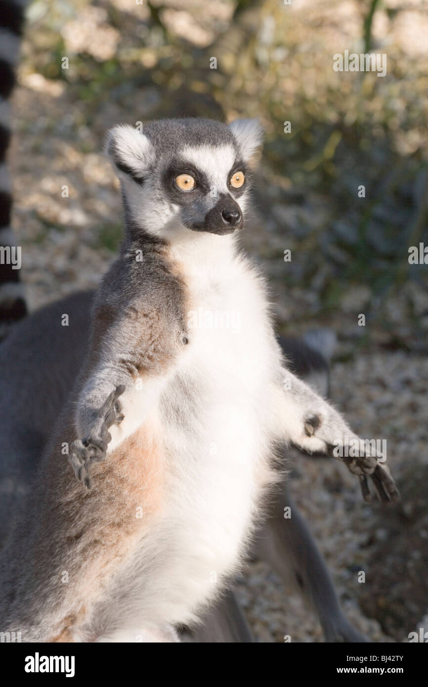 Lemur facing sun hi-res stock photography and images - Alamy
