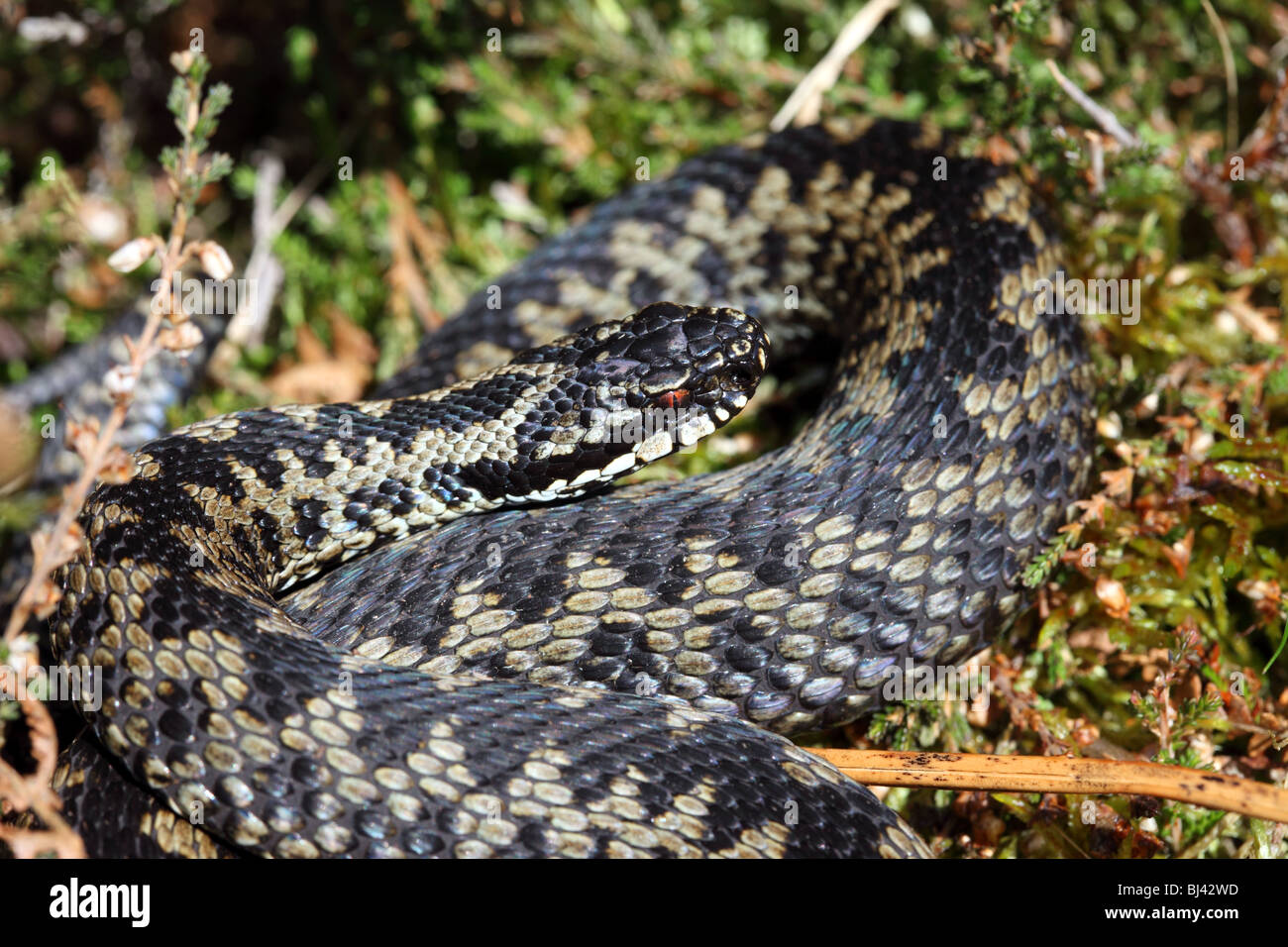 Adder viper snake hi-res stock photography and images - Alamy