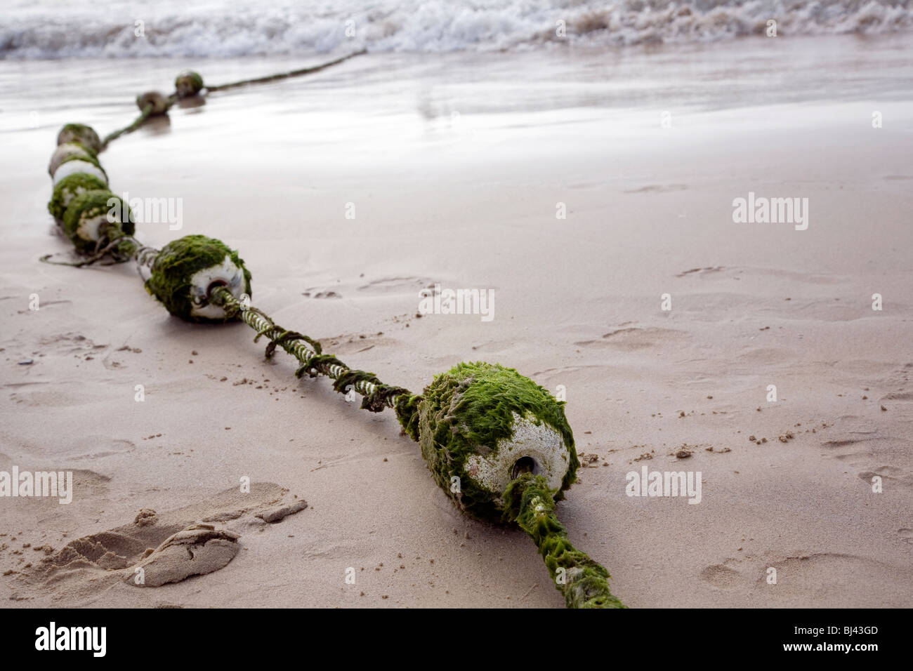 Rope of Sea floaters/ buoys covered in seaweed Stock Photo - Alamy