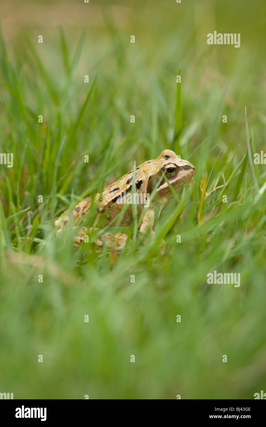 Lawn frog hi-res stock photography and images - Alamy