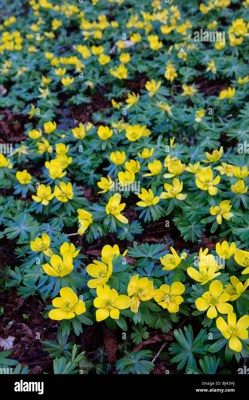 Carpet of Yellow Winter Aconite Flowers Eranthis hyemalis English ...