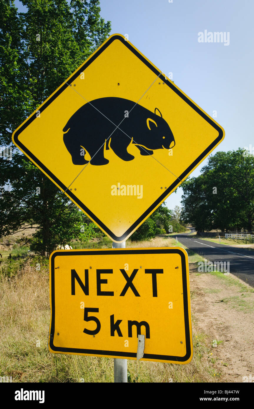 Australian native animals in the australian outback hi-res stock ...