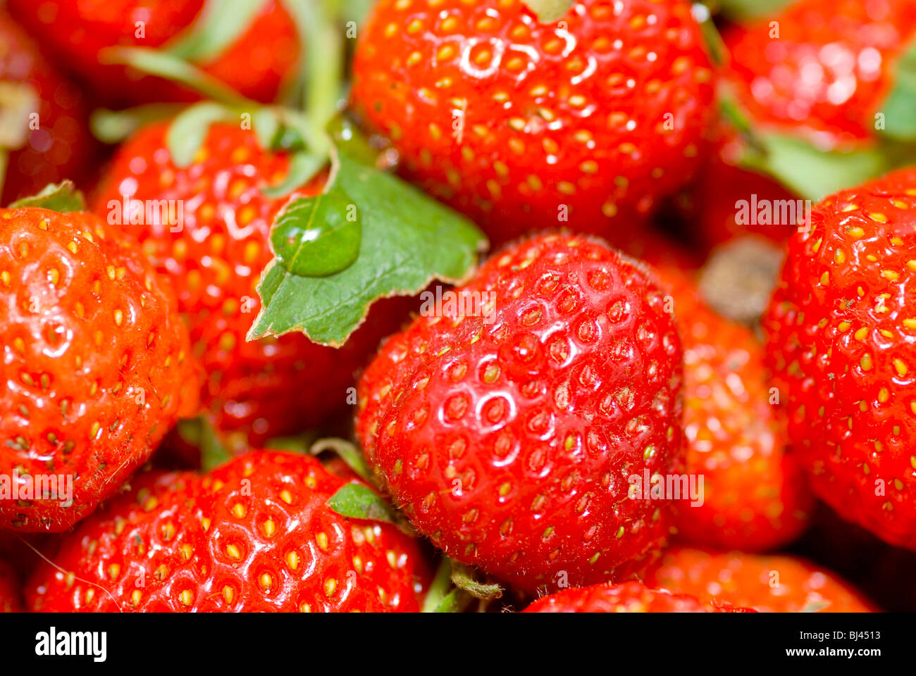 Strawberry stalk hi-res stock photography and images - Alamy