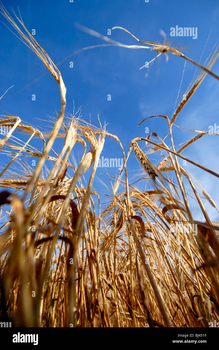 Rye flour products hi-res stock photography and images - Alamy