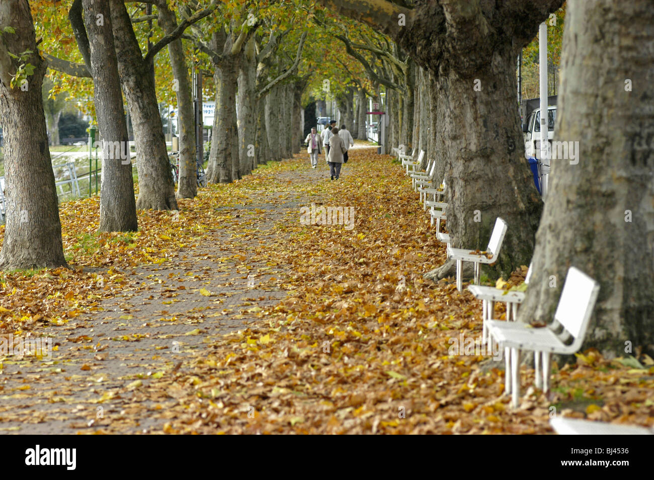 Avenue in Autumn Stock Photo - Alamy