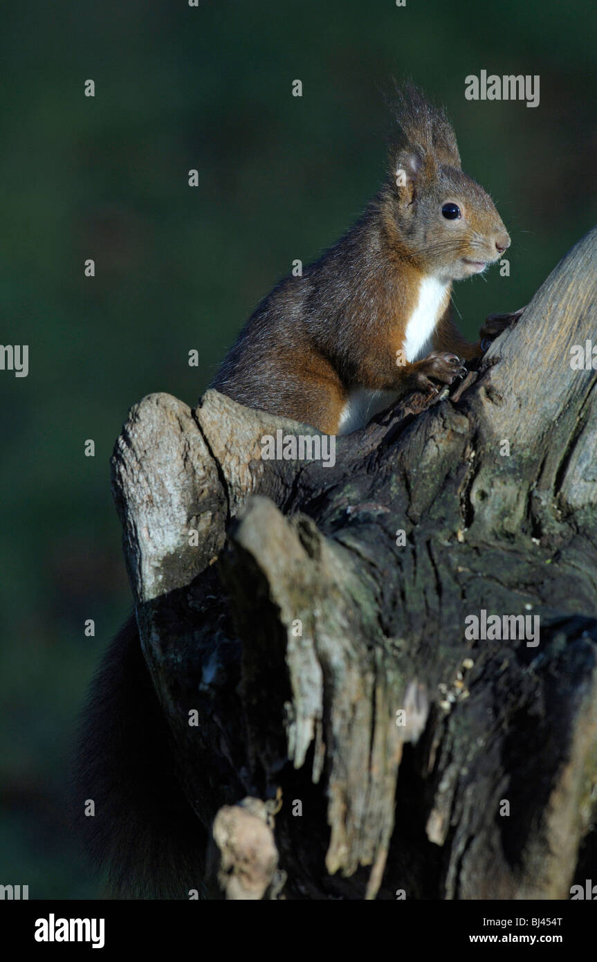 Sciurinae sciurus vulgaris hi-res stock photography and images - Alamy