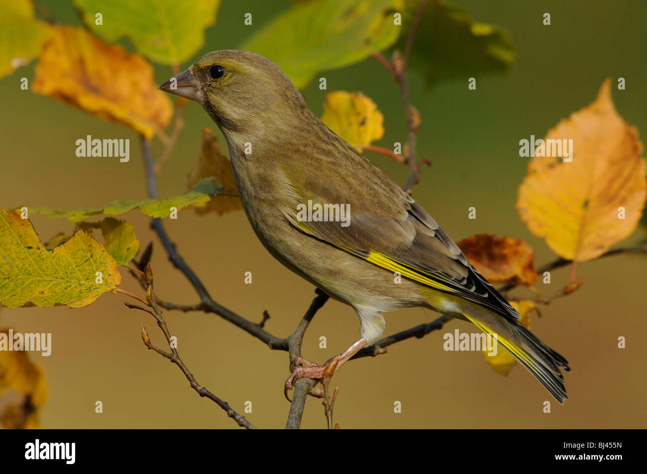 Greenfinch (Carduelis chloris Stock Photo - Alamy