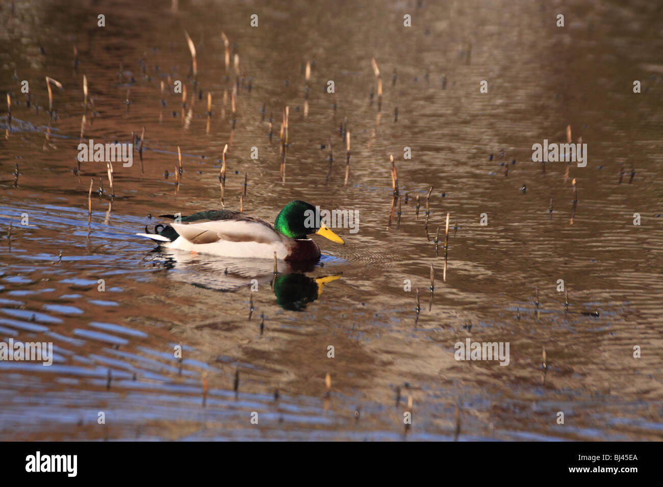 Male mallard on water Stock Photo - Alamy