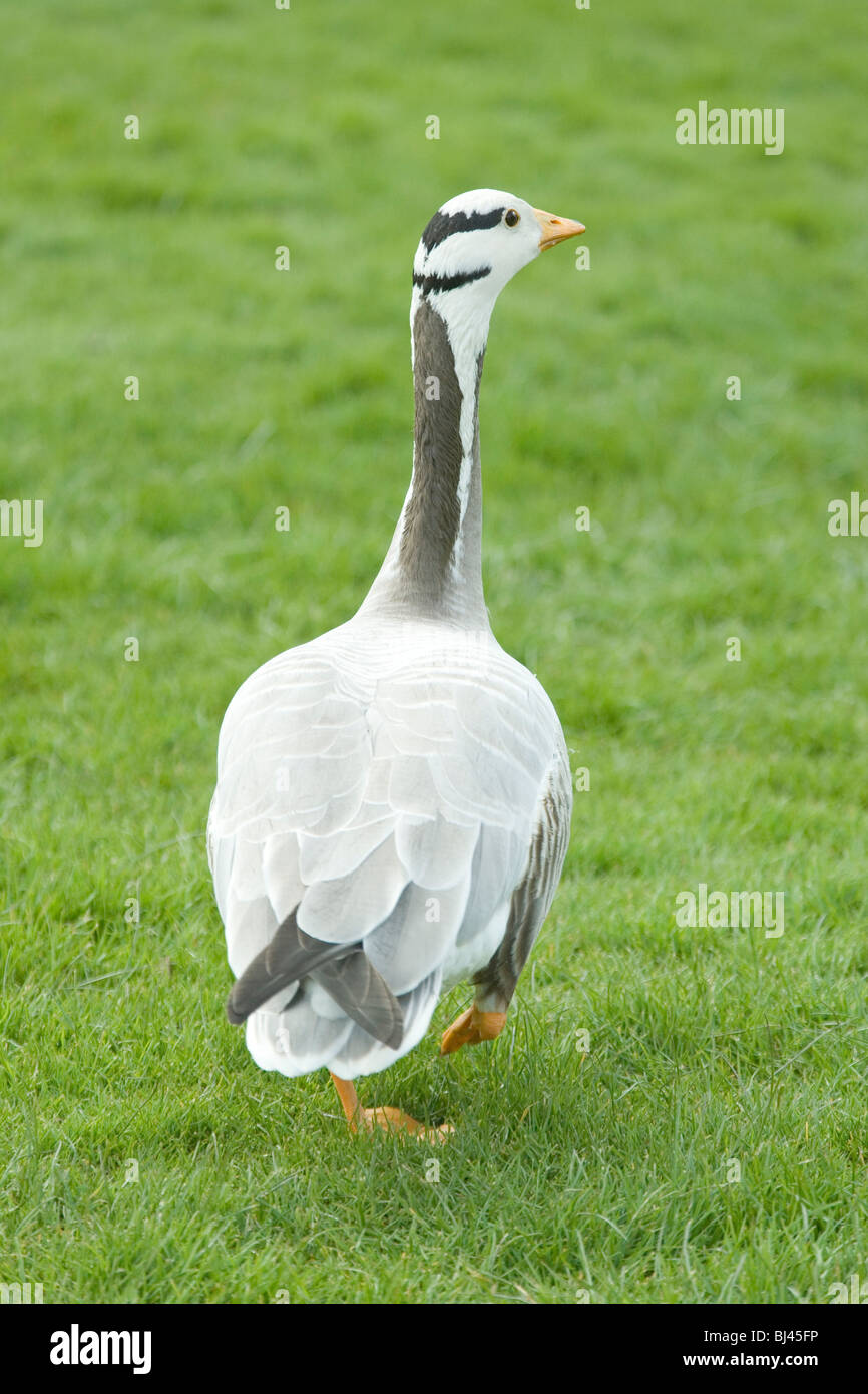 Bar headed goose flight hi-res stock photography and images - Alamy