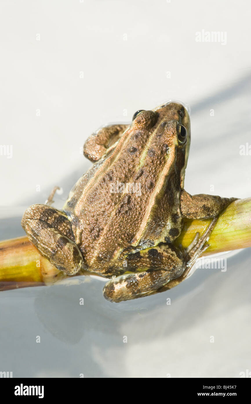 Prominent dorsolateral folds hi-res stock photography and images - Alamy