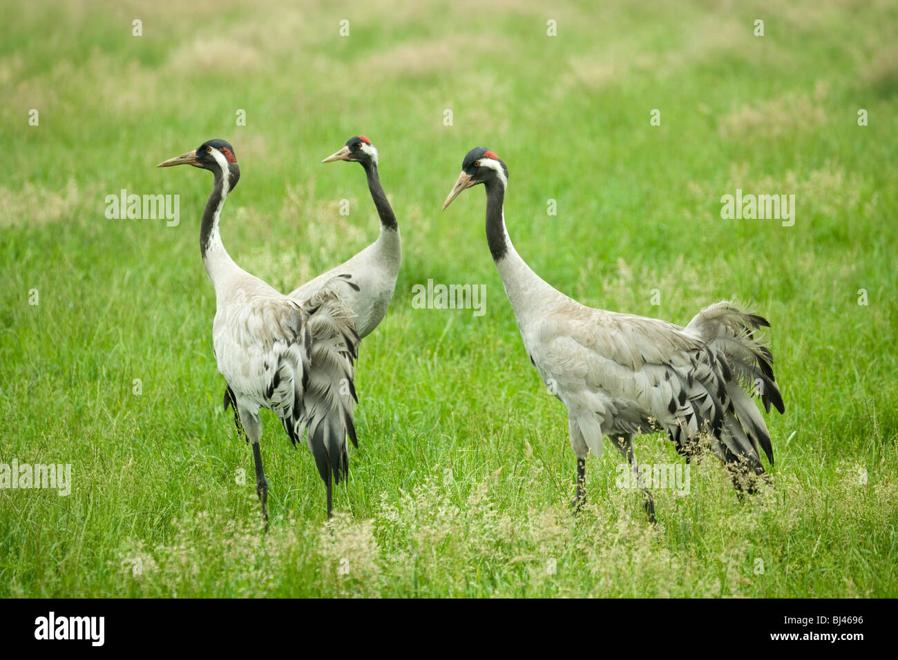 Two eurasian cranes hi-res stock photography and images - Alamy