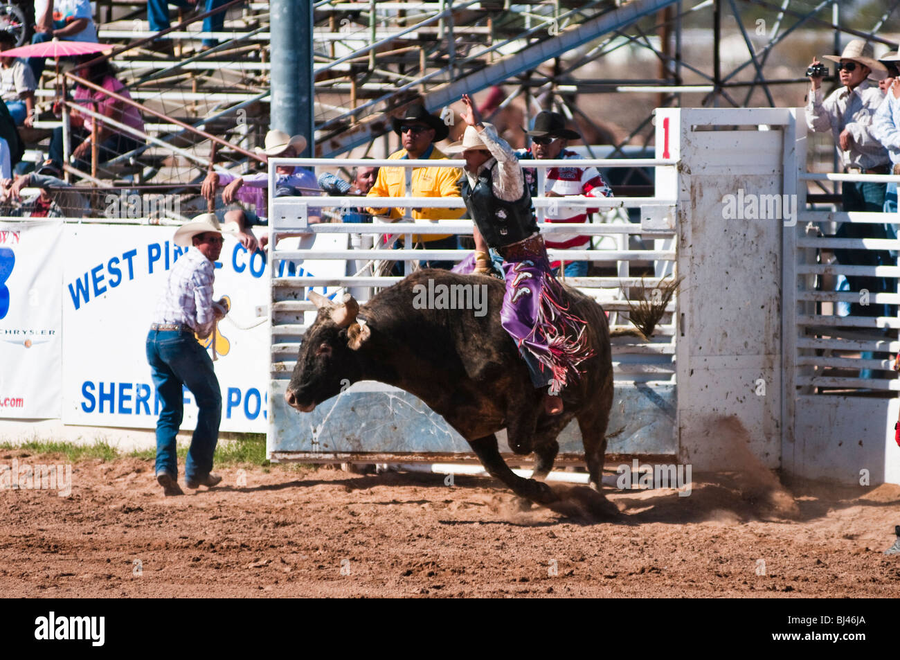 a cowboy competes in the bull riding event during the O'Odham Tash all ...
