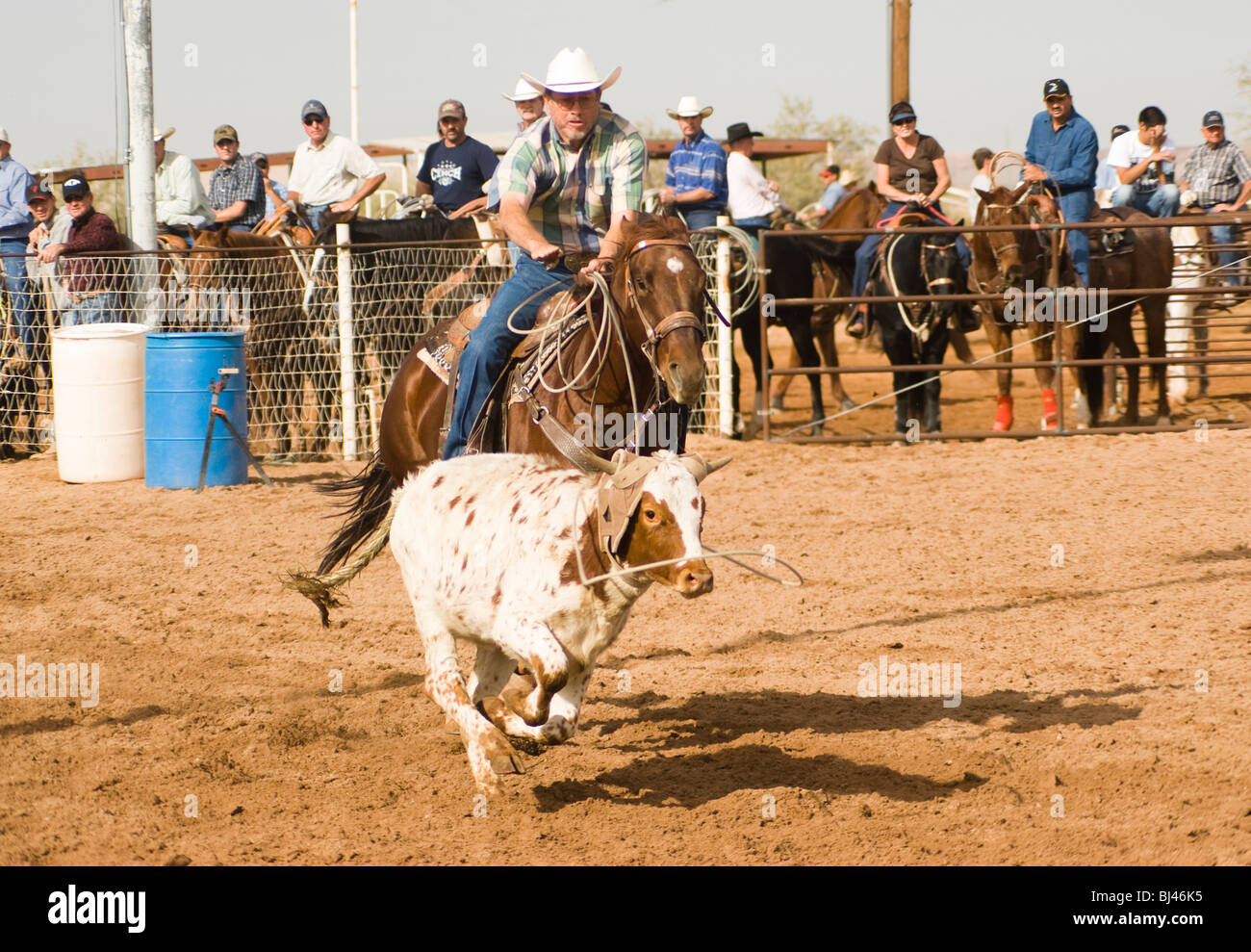 Cowboy competes in tie down roping hi-res stock photography and images ...