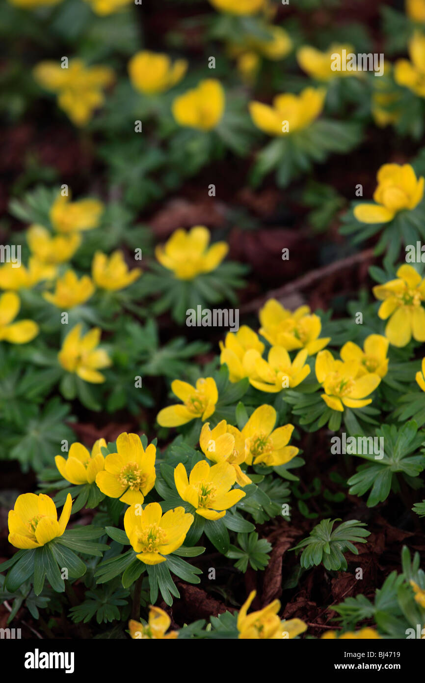 Carpet of Yellow Winter Aconite Flowers Eranthis hyemalis English ...