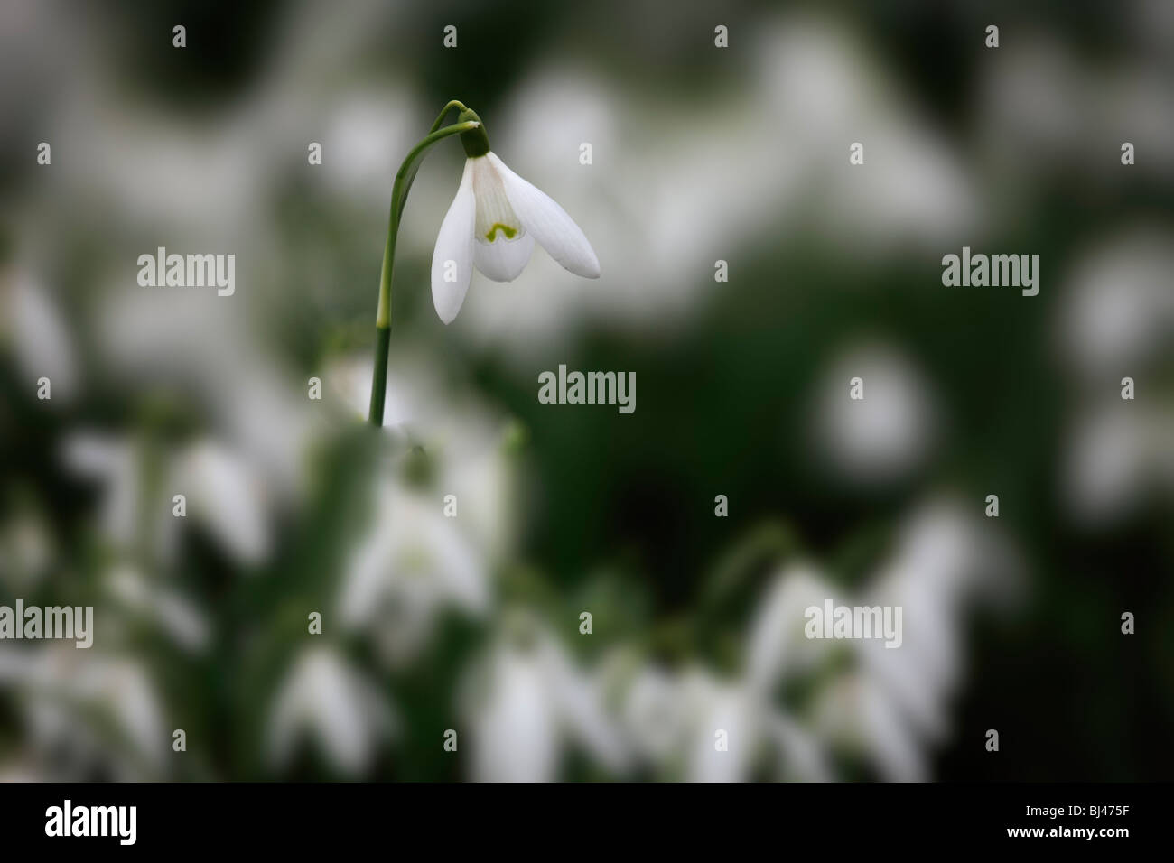 Carpet of Snowdrop Flowers Galanthus nivalis English Woodland Stock ...