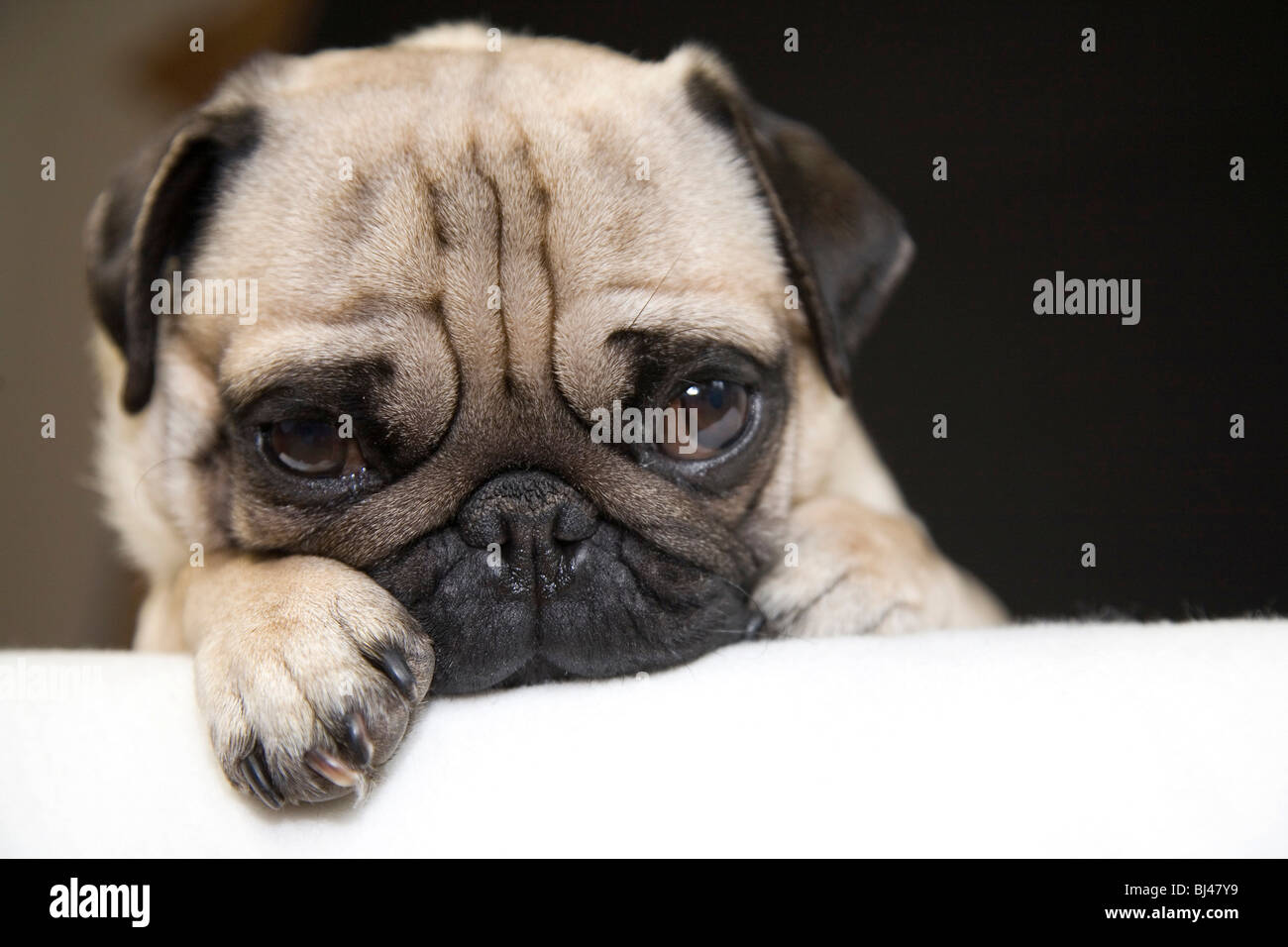 Mude hunde hi-res stock photography and images - Alamy