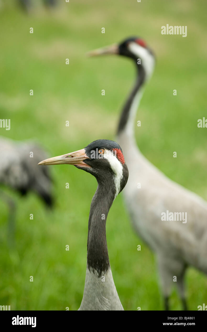 Common, European or Eurasian Cranes (Grus grus Stock Photo - Alamy