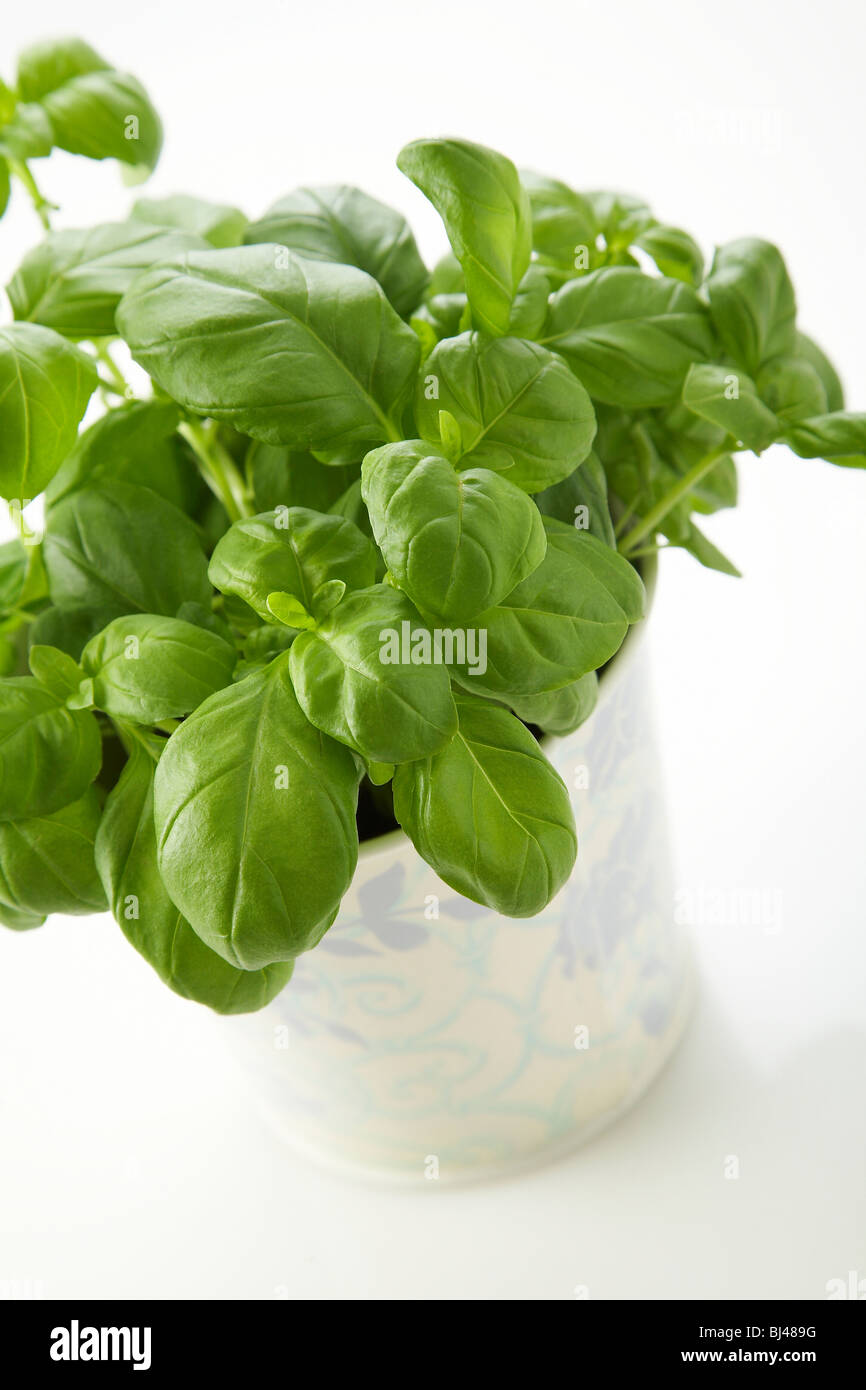 Basil plant herb hi-res stock photography and images - Alamy
