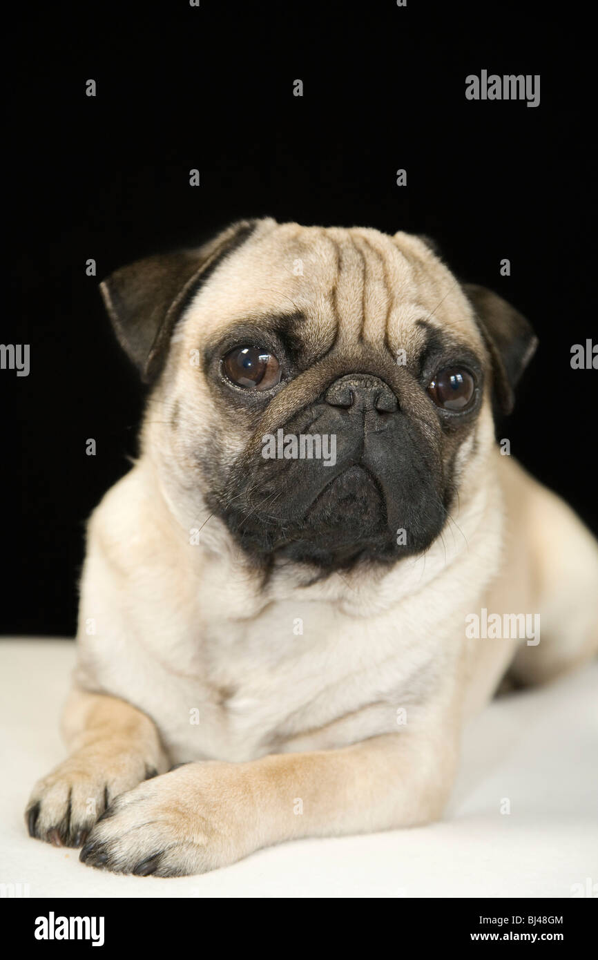 Young pug, portrait Stock Photo - Alamy
