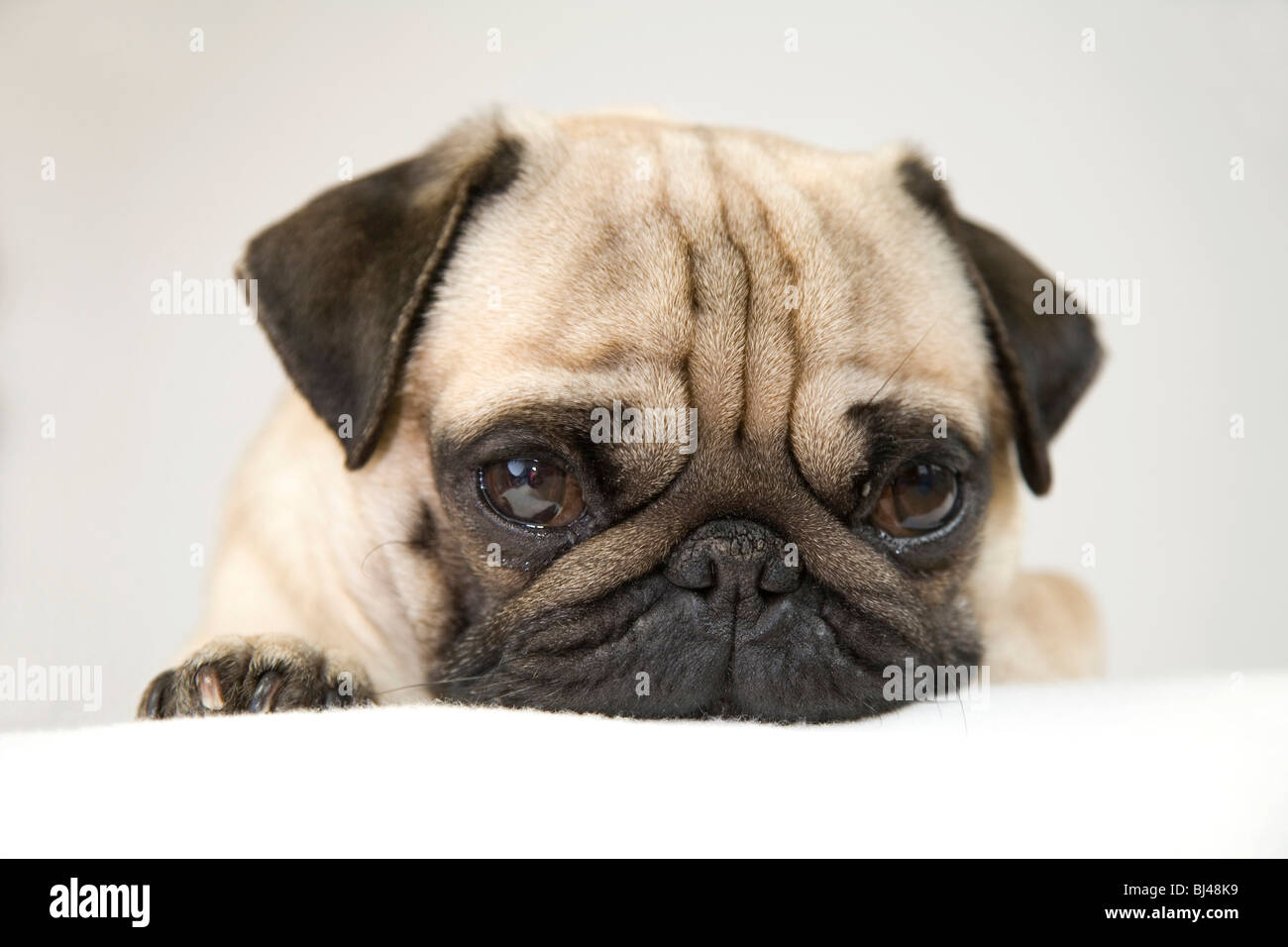 Young pug, portrait Stock Photo - Alamy