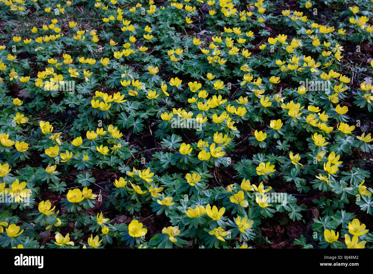 Carpet of Yellow Winter Aconite Flowers Eranthis hyemalis English ...
