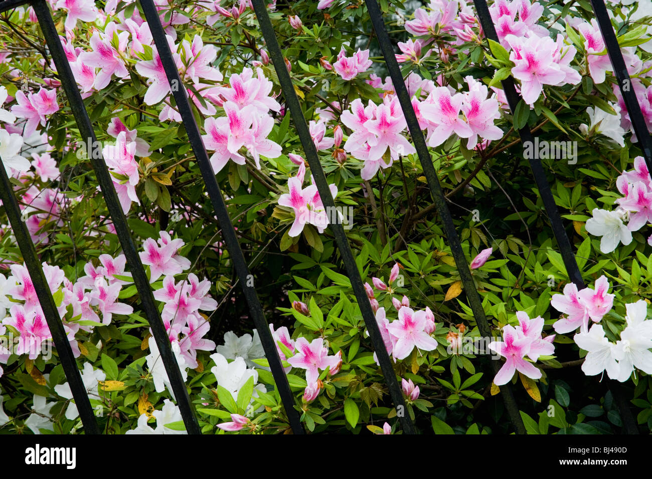 Magnolia Plantation and its Gardens near Charleston in South Carolina ...