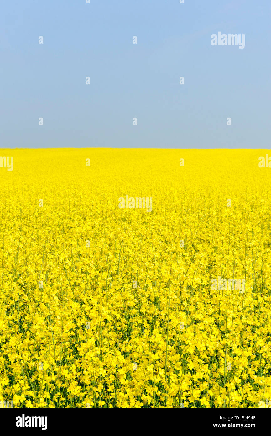 Blooming canola field (Brassica napus Stock Photo - Alamy