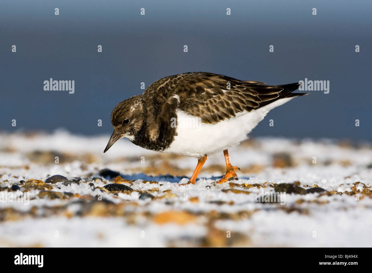 Turnstone In Winter Plumage High Resolution Stock Photography and ...