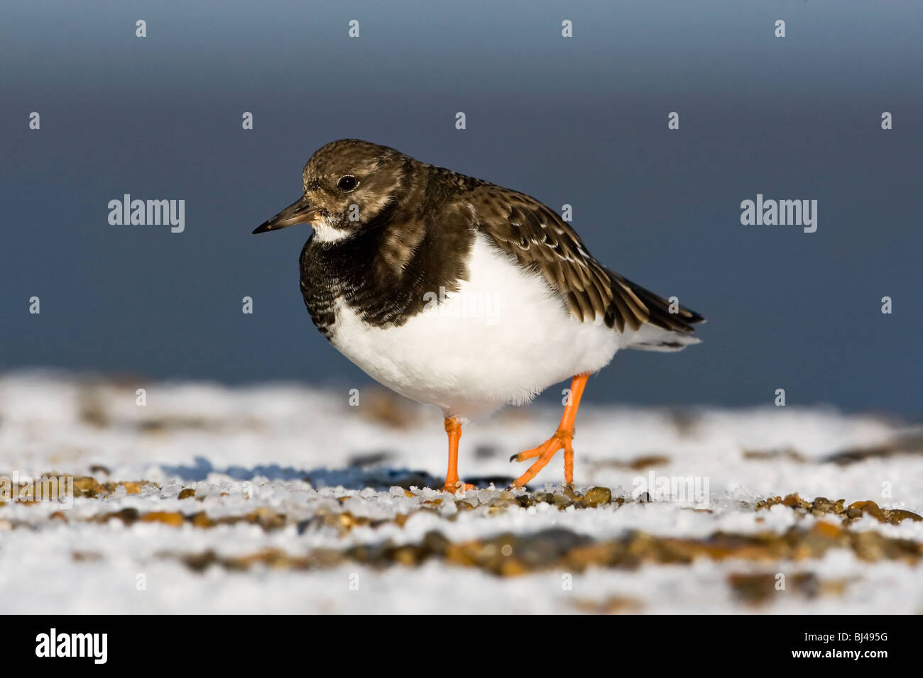 Turnstone in winter plumage hi-res stock photography and images - Alamy